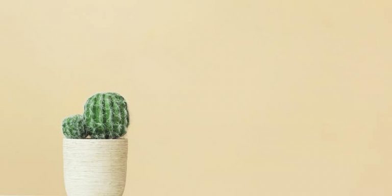 How to Dispose of Cactus - DisposeOfThings.com